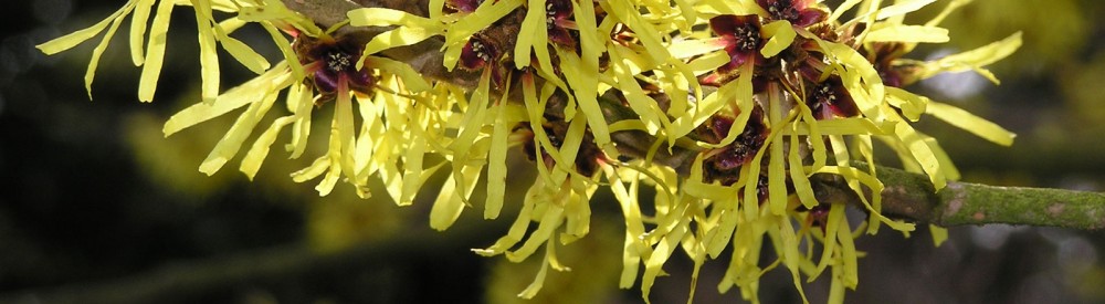 Acqua d' amamelide, proprietà di acqua d' amamelide